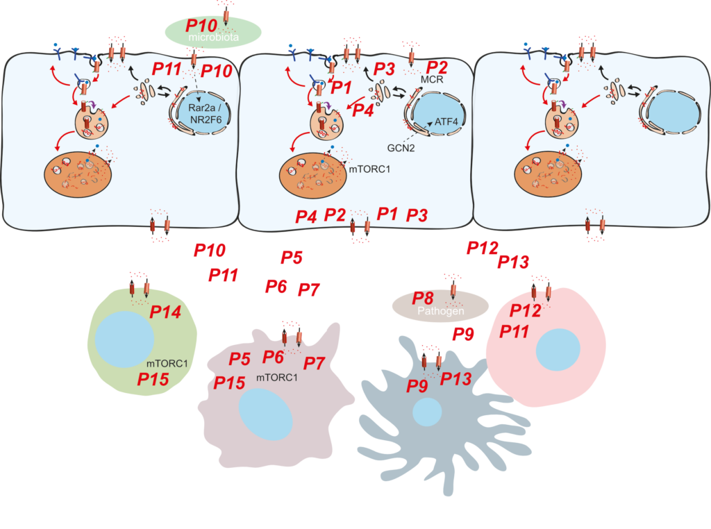 PhD Projects – CBD: Cellular Basis of Diseases